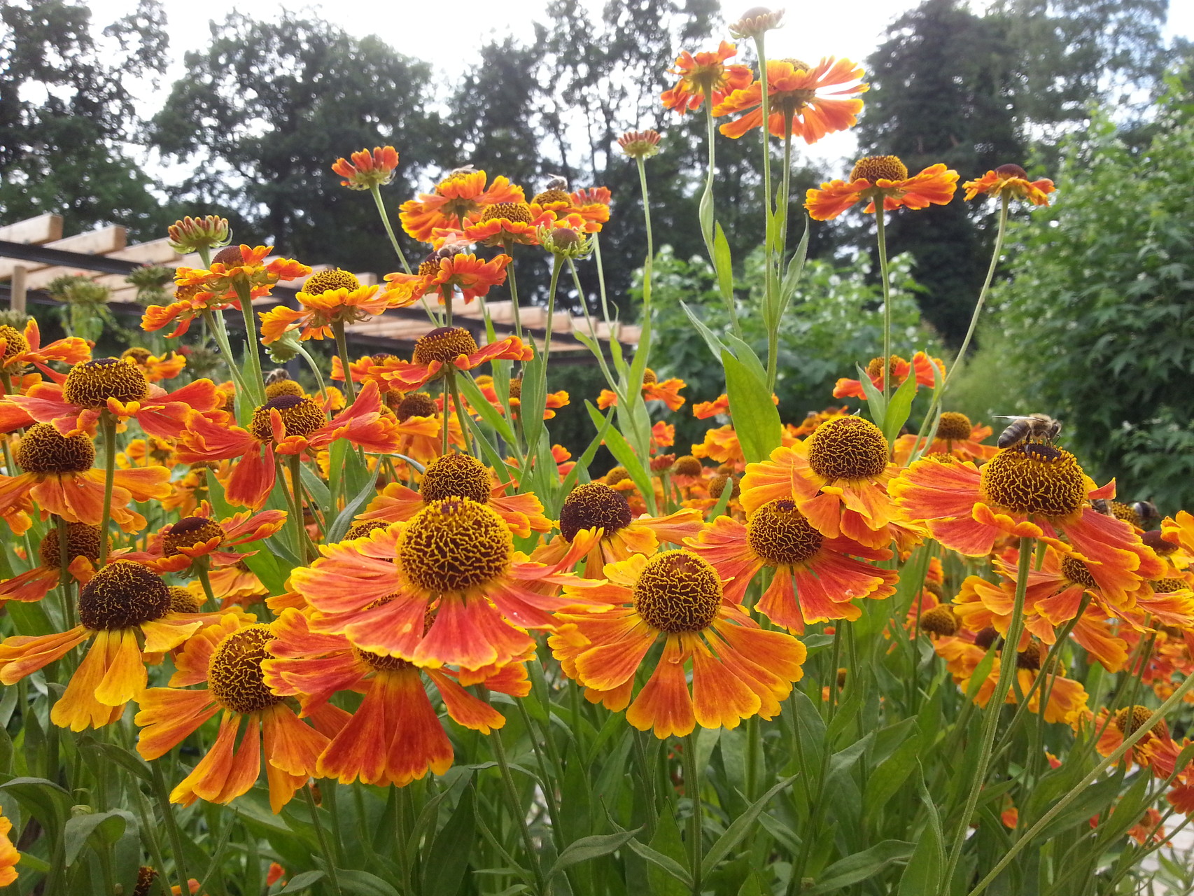 Helenium Hybride 'Waltraut' - Sonnenbraut - Pflanzenwissen