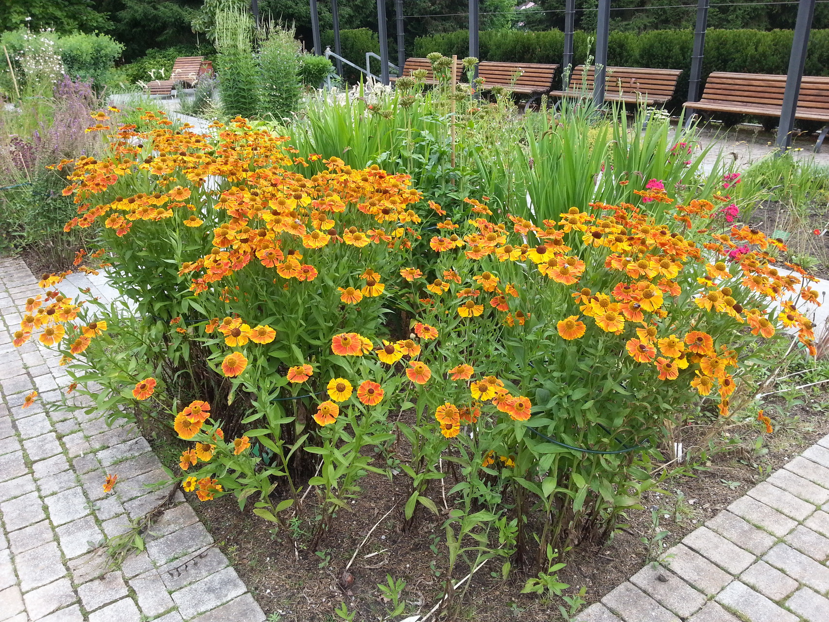 Helenium Hybride 'Waltraut' - Sonnenbraut - Pflanzenwissen
