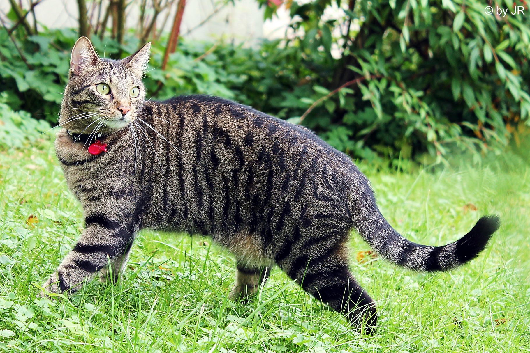 KATZENFOTOS - jr-photograph