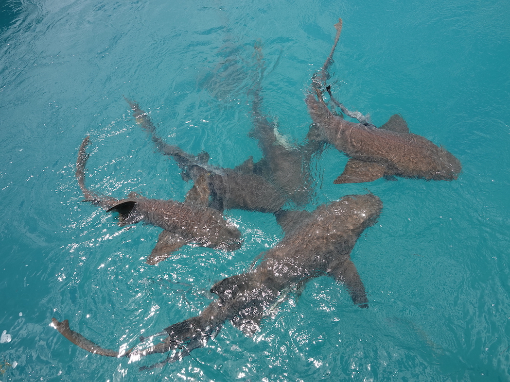 Atlantic Ocean - DIY Projects