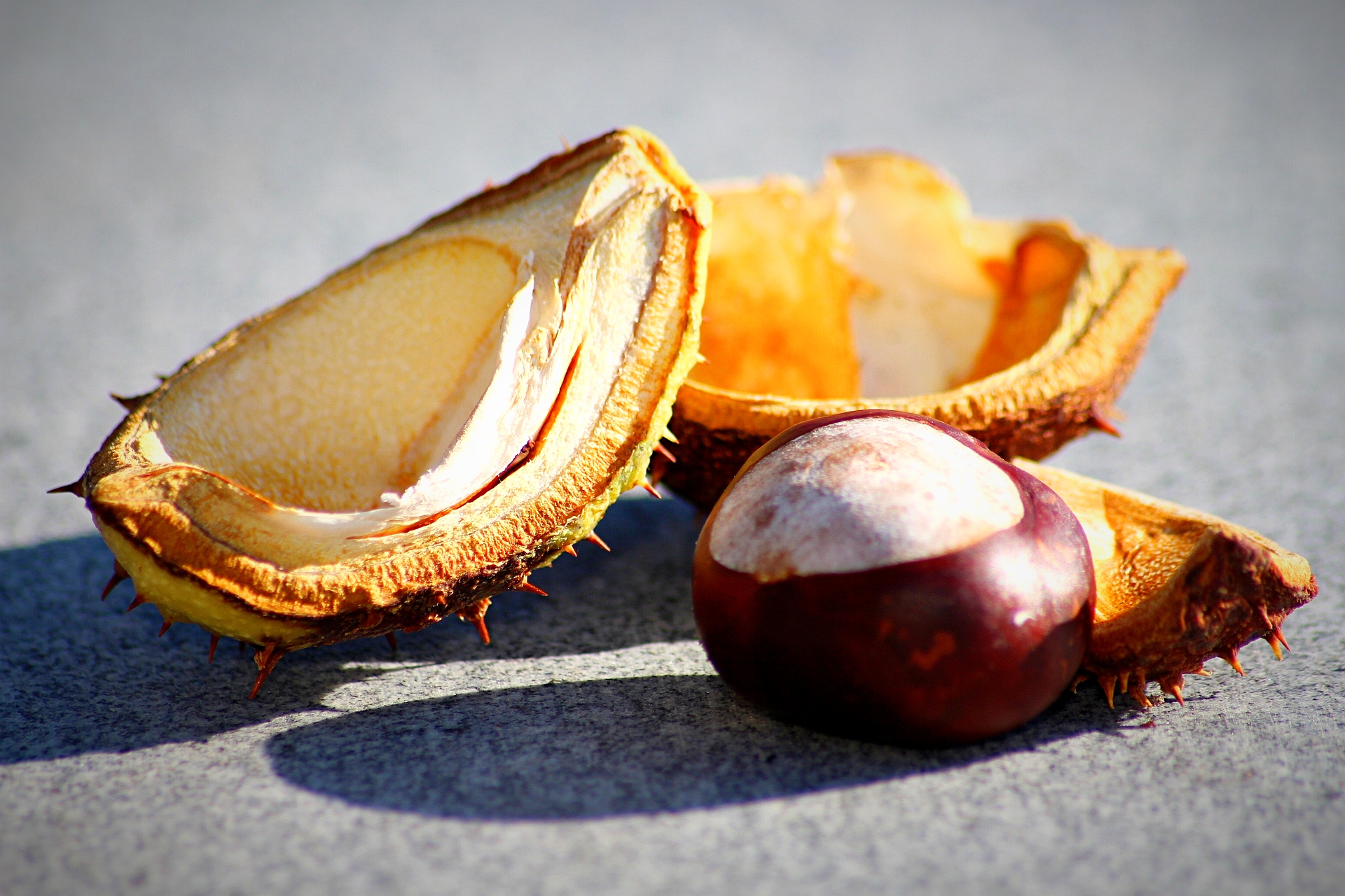 Closeups - Karl Nemeth - Fotografie und Designs Webseite!