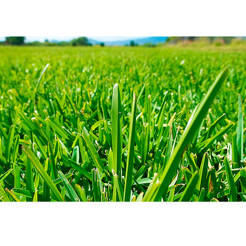 Pasto natural en rollo - Flores y Arboles de Irapuato