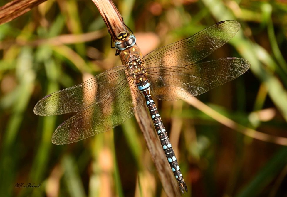 Het 'enge' en 'gevaarlijke' insect dat libel heet. - Natuurfotografie ...