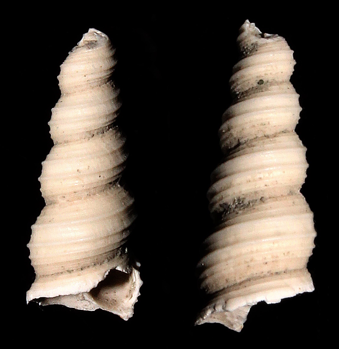 Famiglia TURRITELLIDAE - Benvenuti su CollezionismoTuscia!