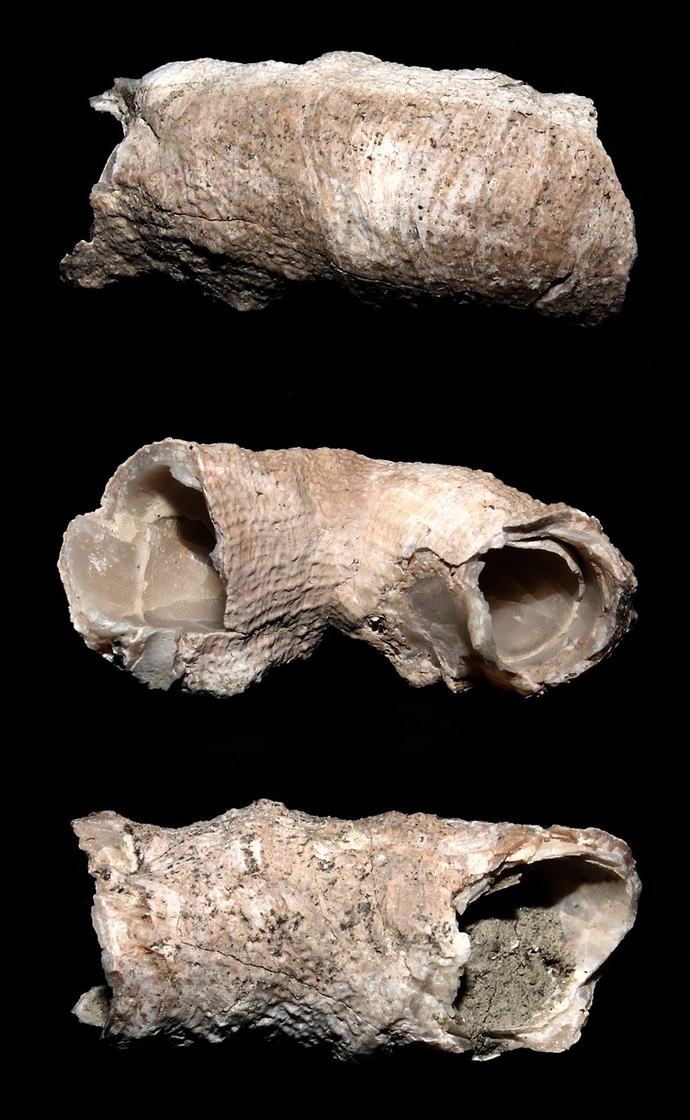 Famiglia VERMETIDAE - Benvenuti su CollezionismoTuscia!