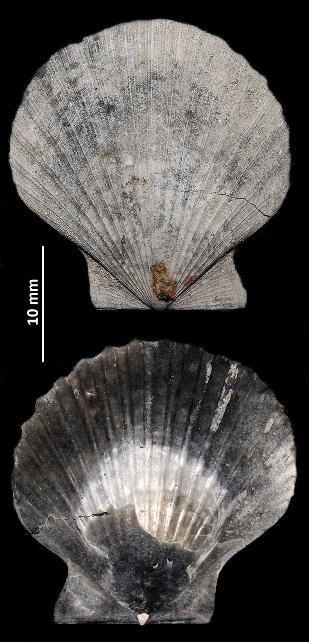Famiglia PECTINIDAE - Benvenuti su CollezionismoTuscia!