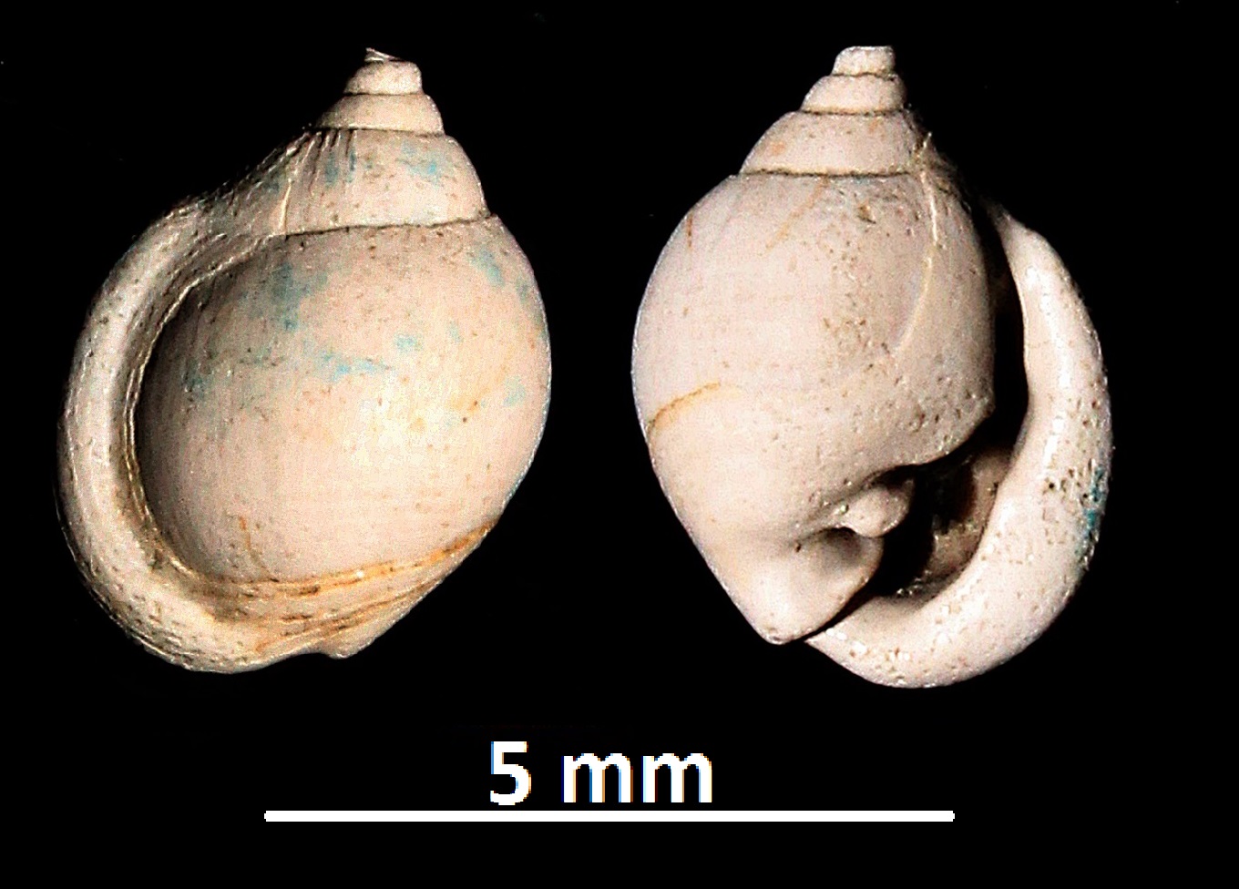 Famiglia RINGICULIDAE - Benvenuti su CollezionismoTuscia!