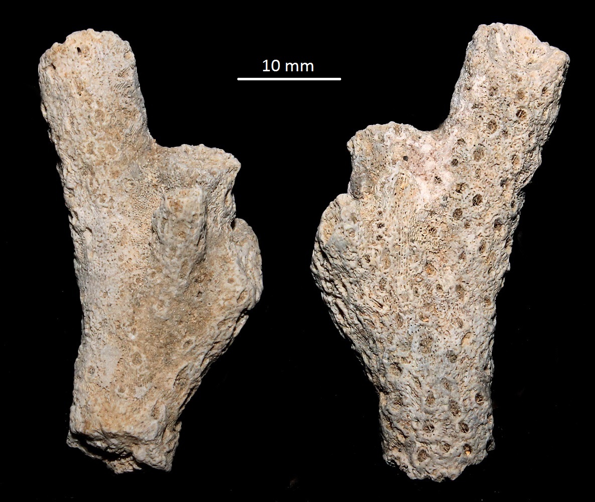 Phylum CNIDARIA - Benvenuti su CollezionismoTuscia!