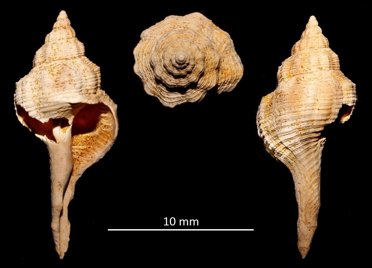 Famiglia FASCIOLARIIDAE - Benvenuti su CollezionismoTuscia!