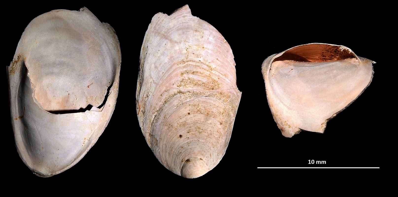 Famiglia CALYPTRAEIDAE - Benvenuti su CollezionismoTuscia!