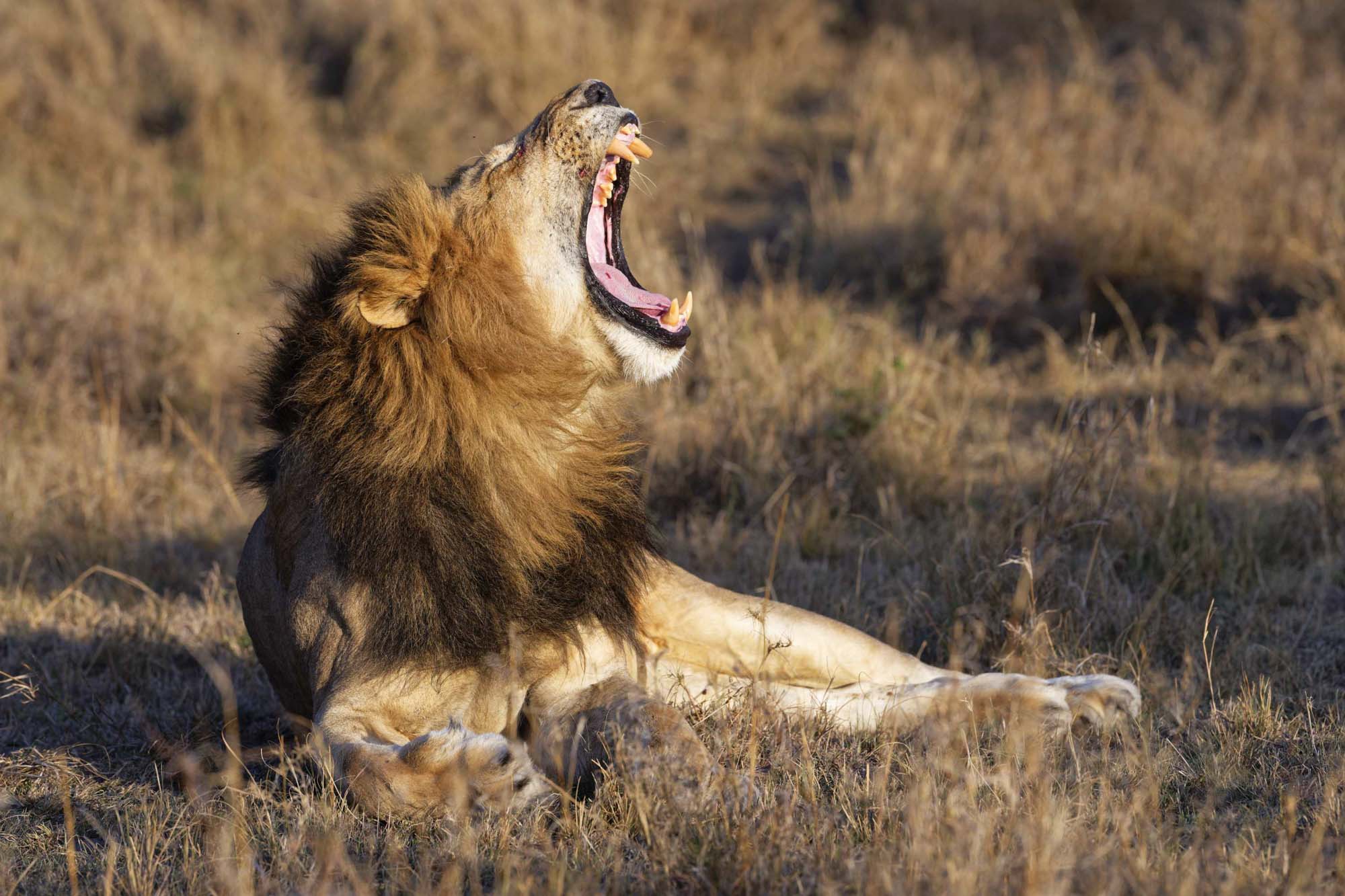 Löwen Galerie - Serengeti Wildlife bei Uwe Skrzypczak