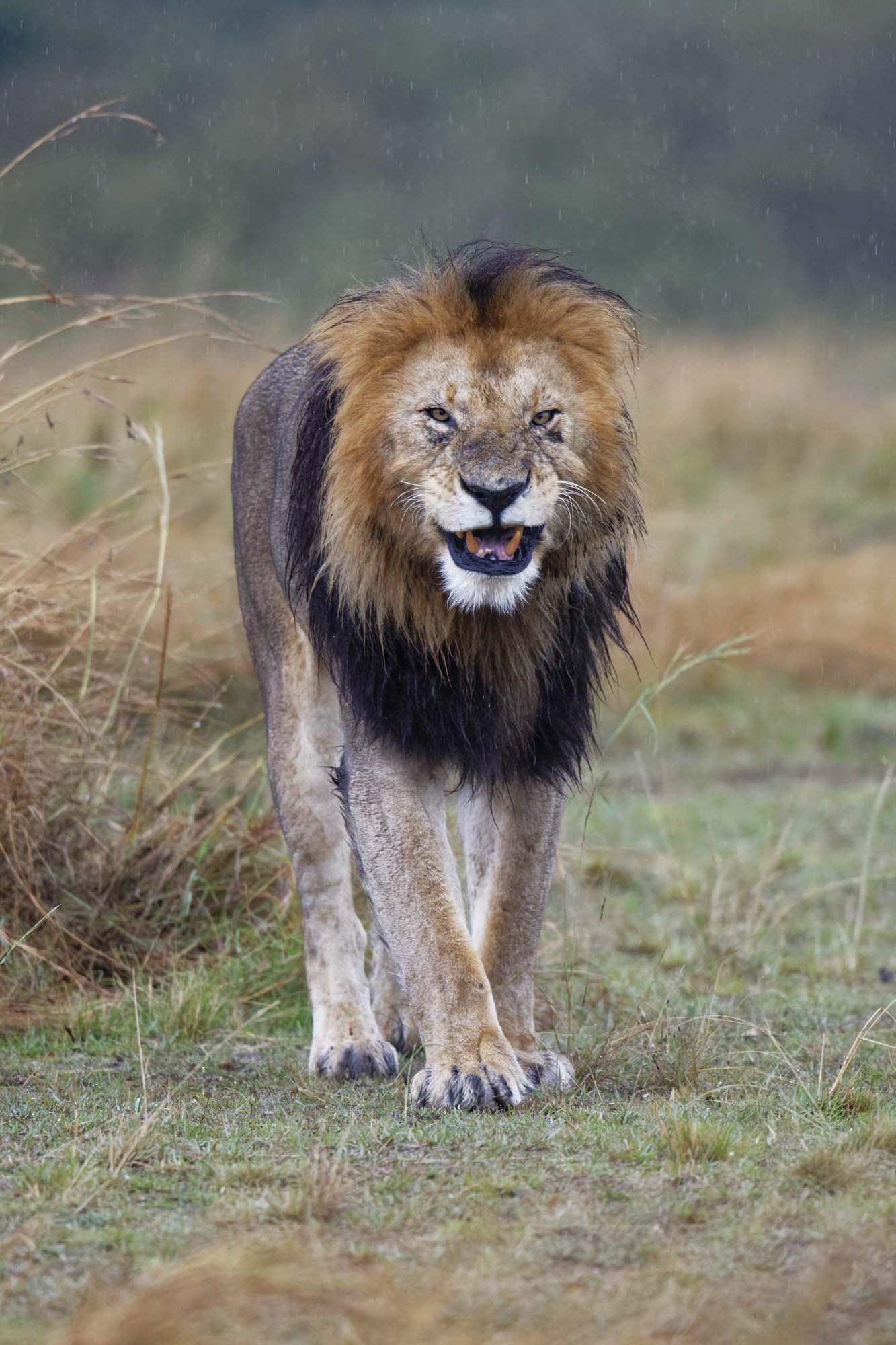 Löwen Galerie - Serengeti Wildlife bei Uwe Skrzypczak