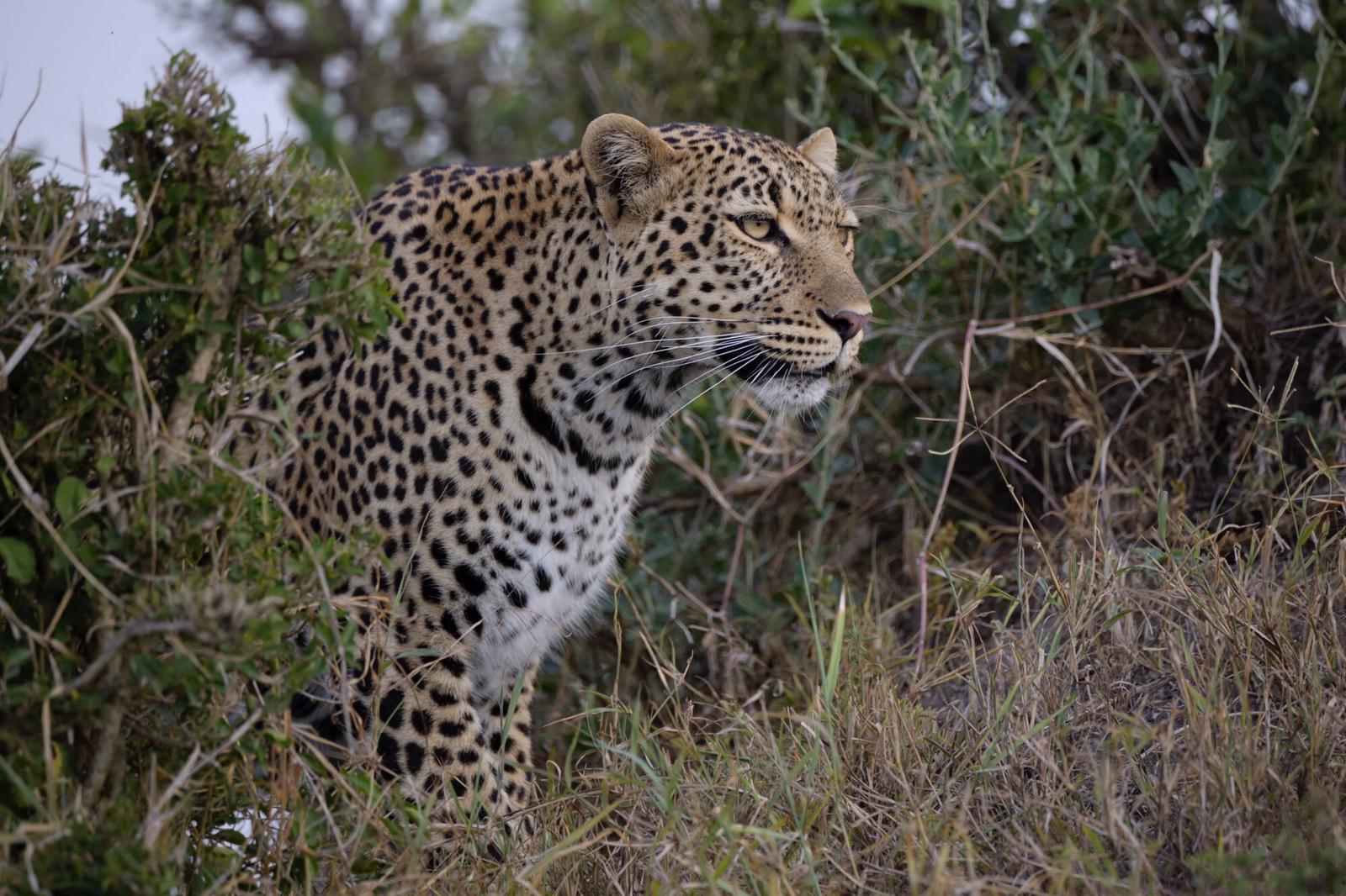 Leoparden Jagd - Serengeti Wildlife bei Uwe Skrzypczak