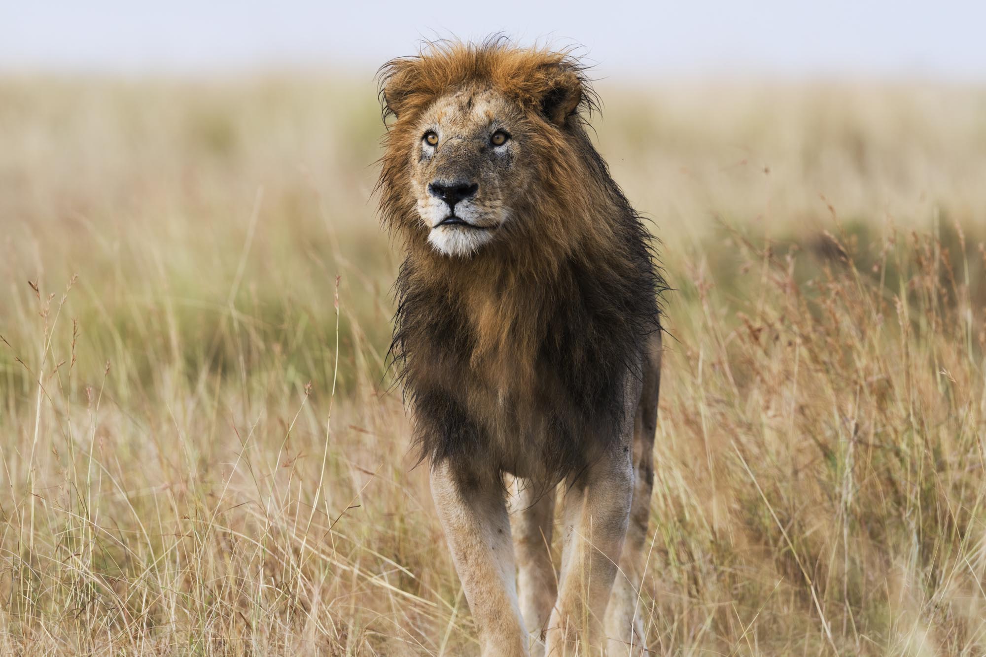 Löwen Galerie - Serengeti Wildlife bei Uwe Skrzypczak