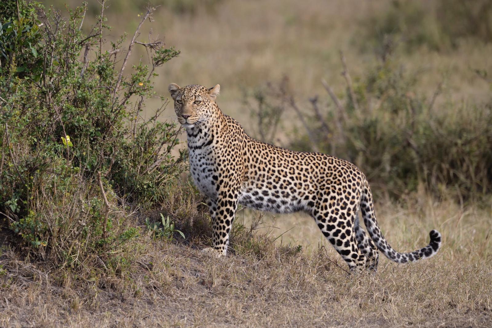 Leoparden Jagd - Serengeti Wildlife bei Uwe Skrzypczak