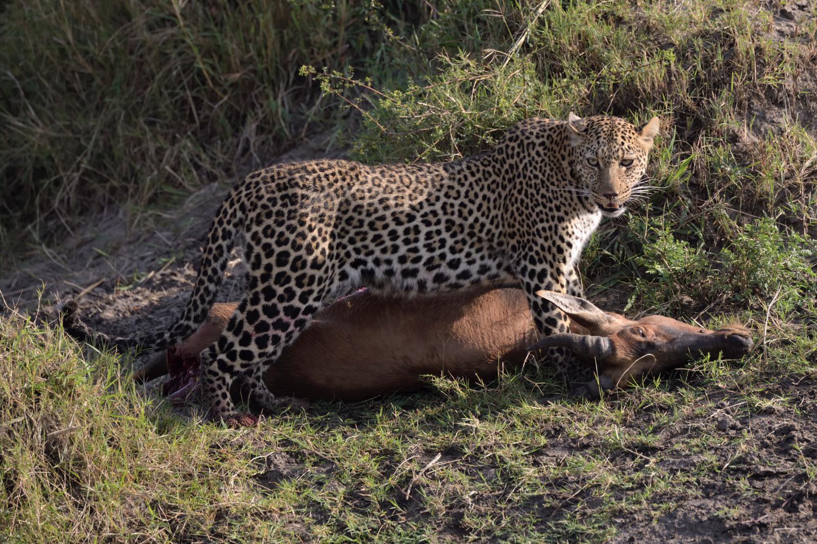 Leoparden Jagd - Serengeti Wildlife bei Uwe Skrzypczak
