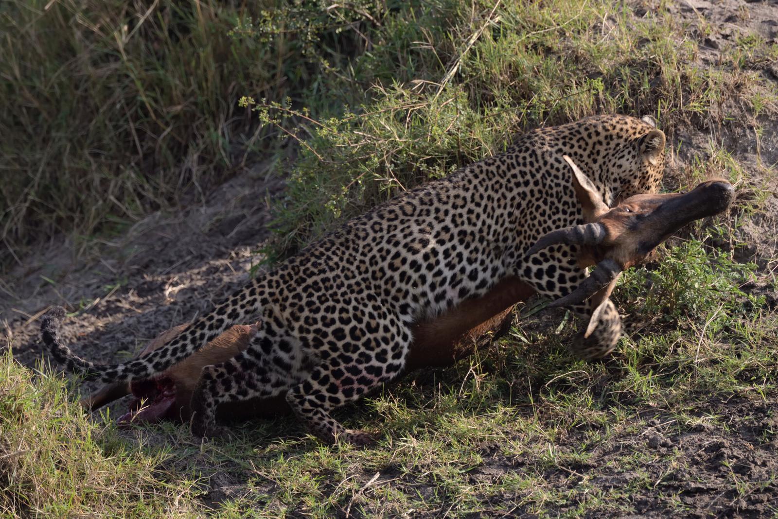 Leoparden Jagd - Serengeti Wildlife bei Uwe Skrzypczak