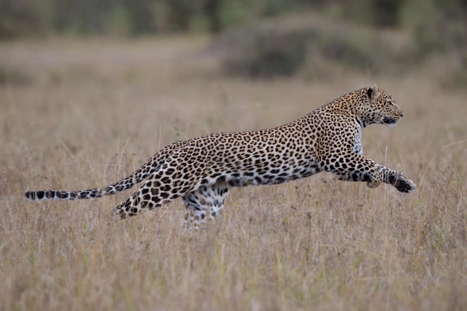 Leoparden Jagd - Serengeti Wildlife bei Uwe Skrzypczak