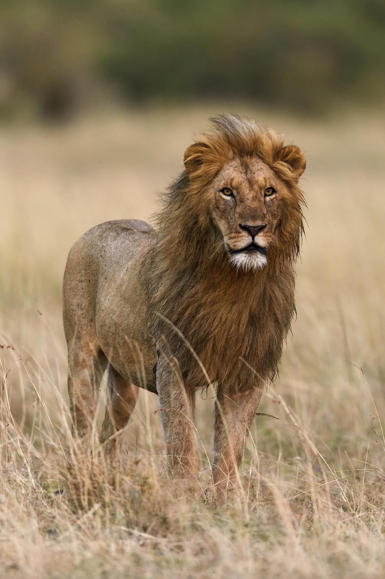 Löwen Galerie - Serengeti Wildlife bei Uwe Skrzypczak
