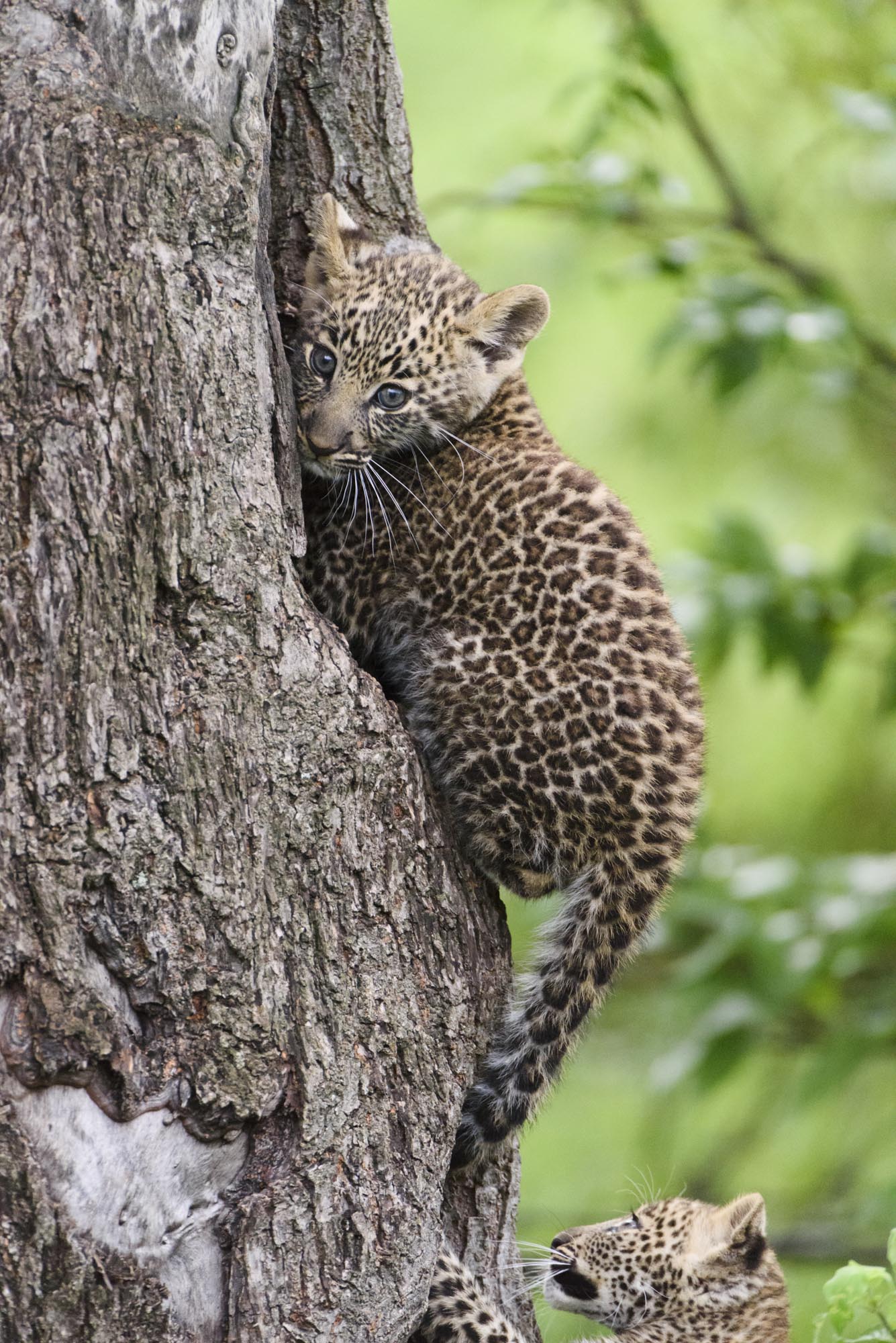 Leoparden Galerie - Serengeti Wildlife bei Uwe Skrzypczak