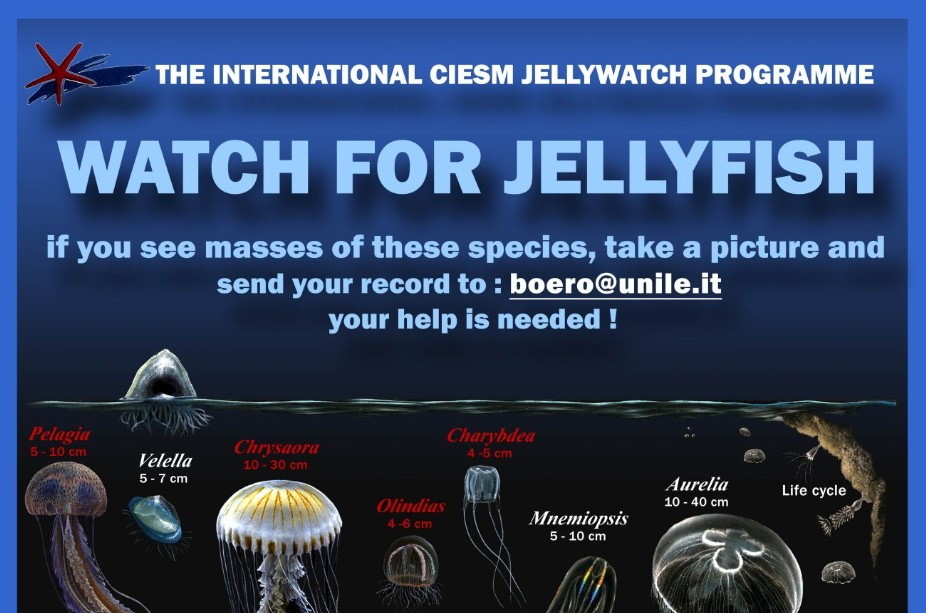 Types Of Jellyfish Chart