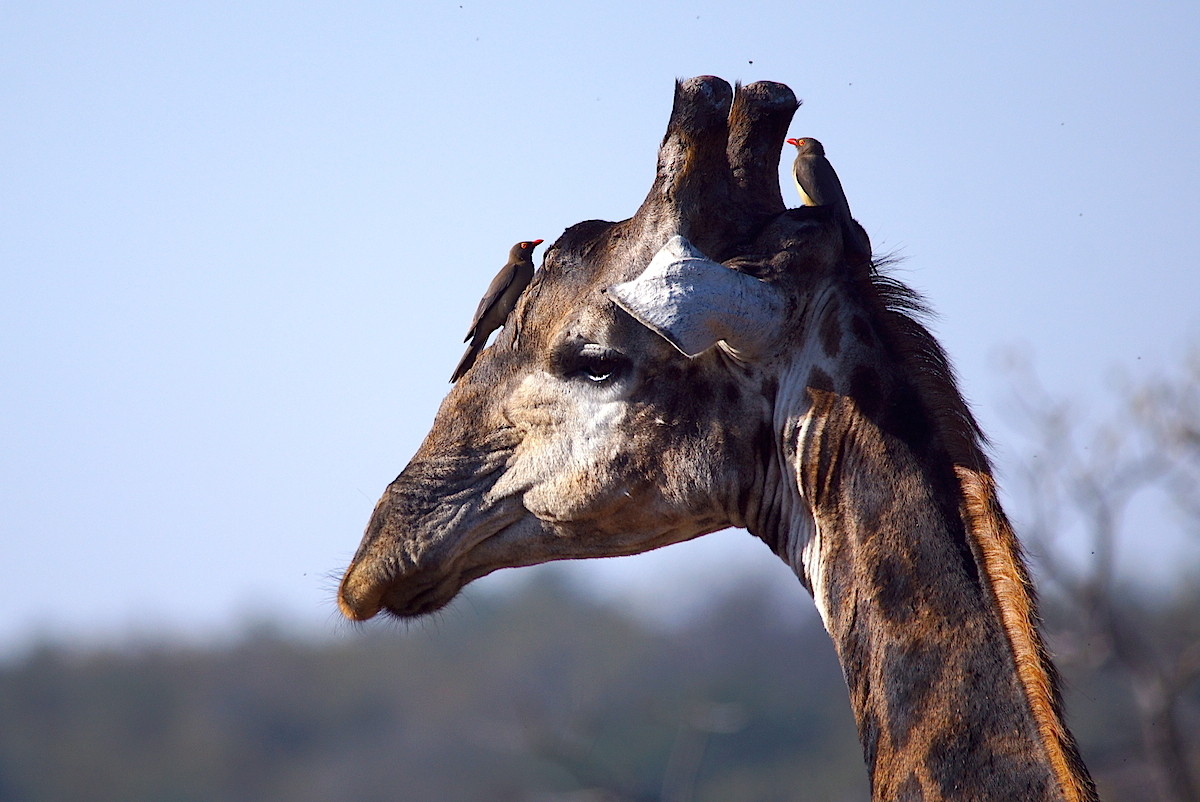 Huftiere / Hoofed animals - mobemajas Webseite!