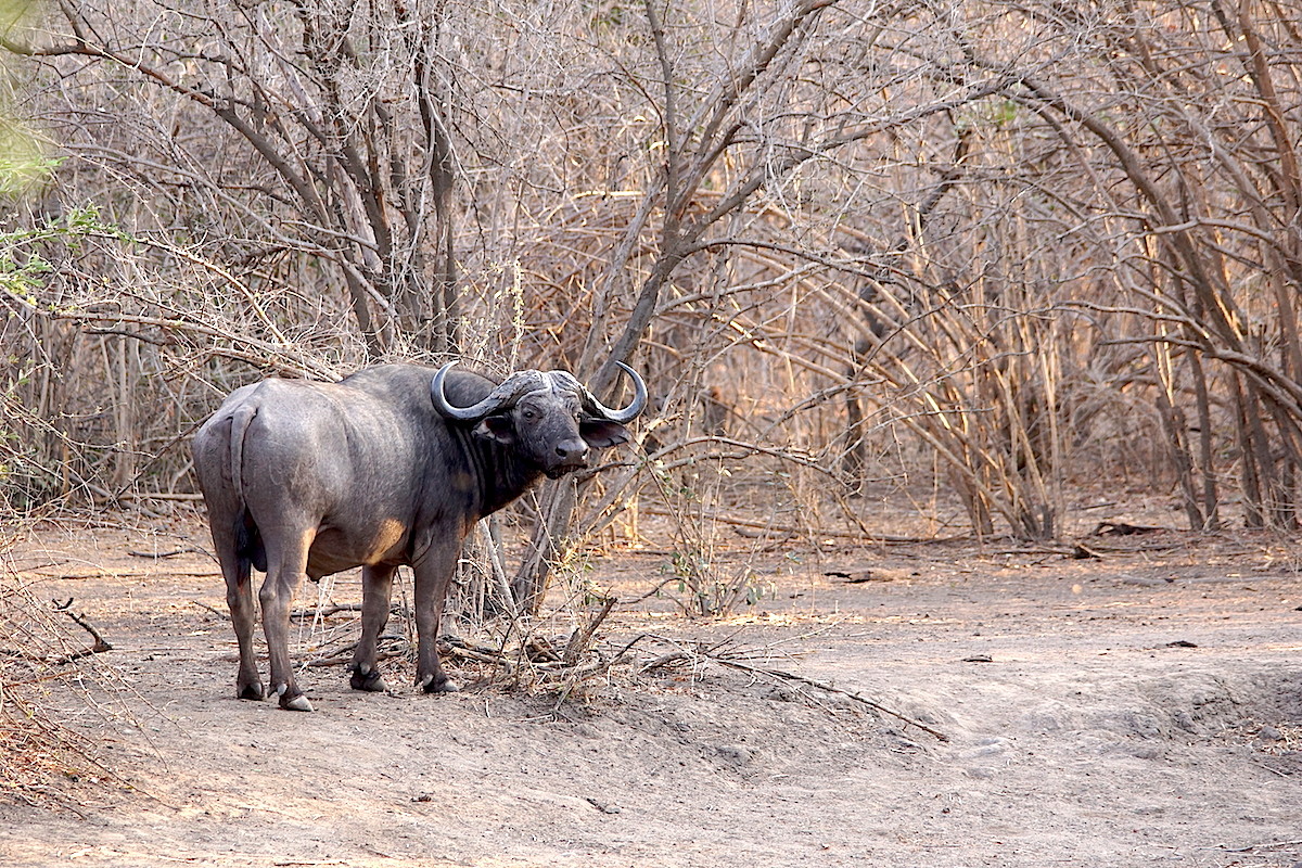 Huftiere / Hoofed animals - mobemajas Webseite!