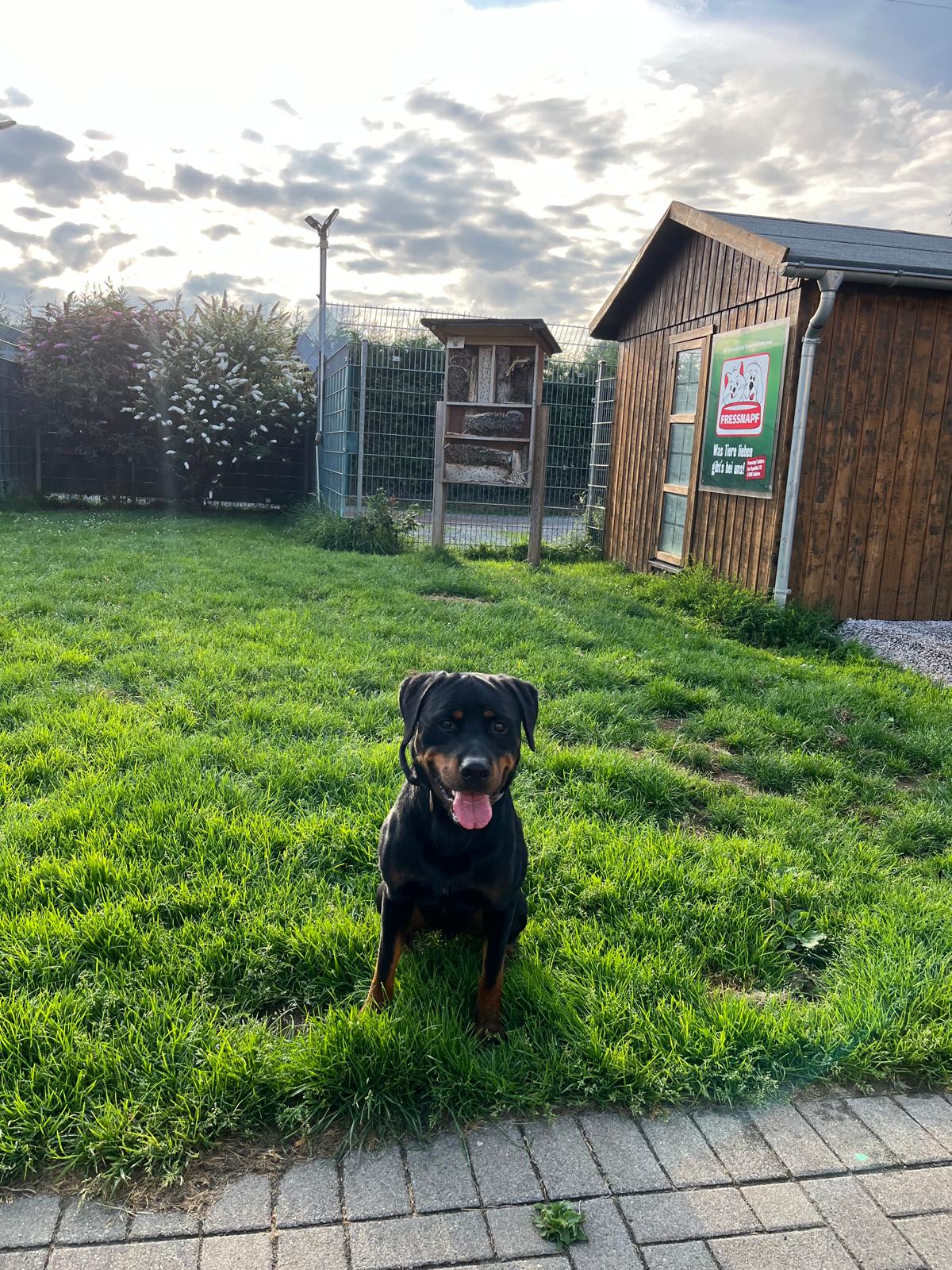 Tasmani,Rottweiler, geb 2021 - Dobermann-Nothilfe e.V.