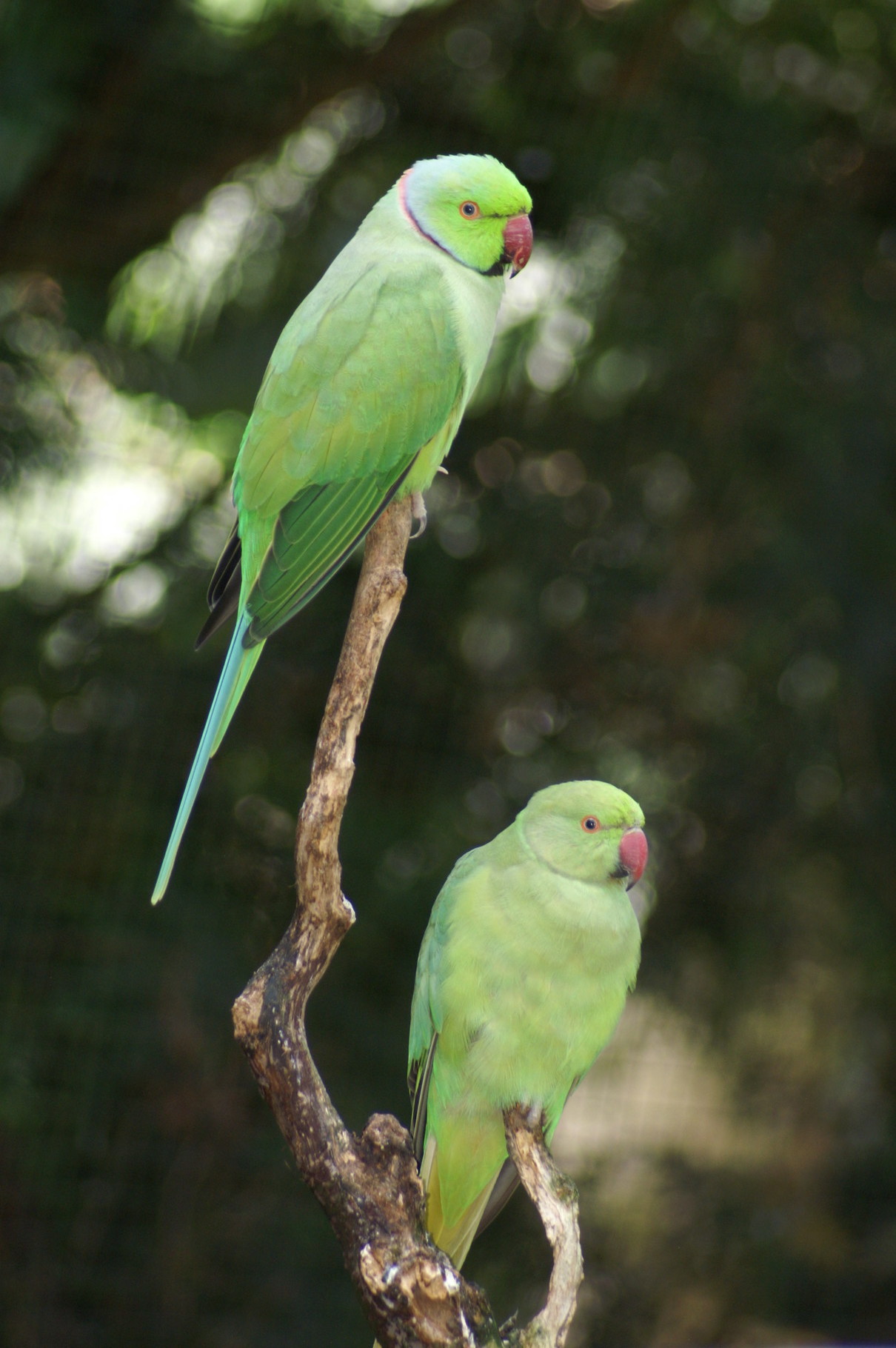 Indischer Halsbandsittich - edelsittichs jimdo page!