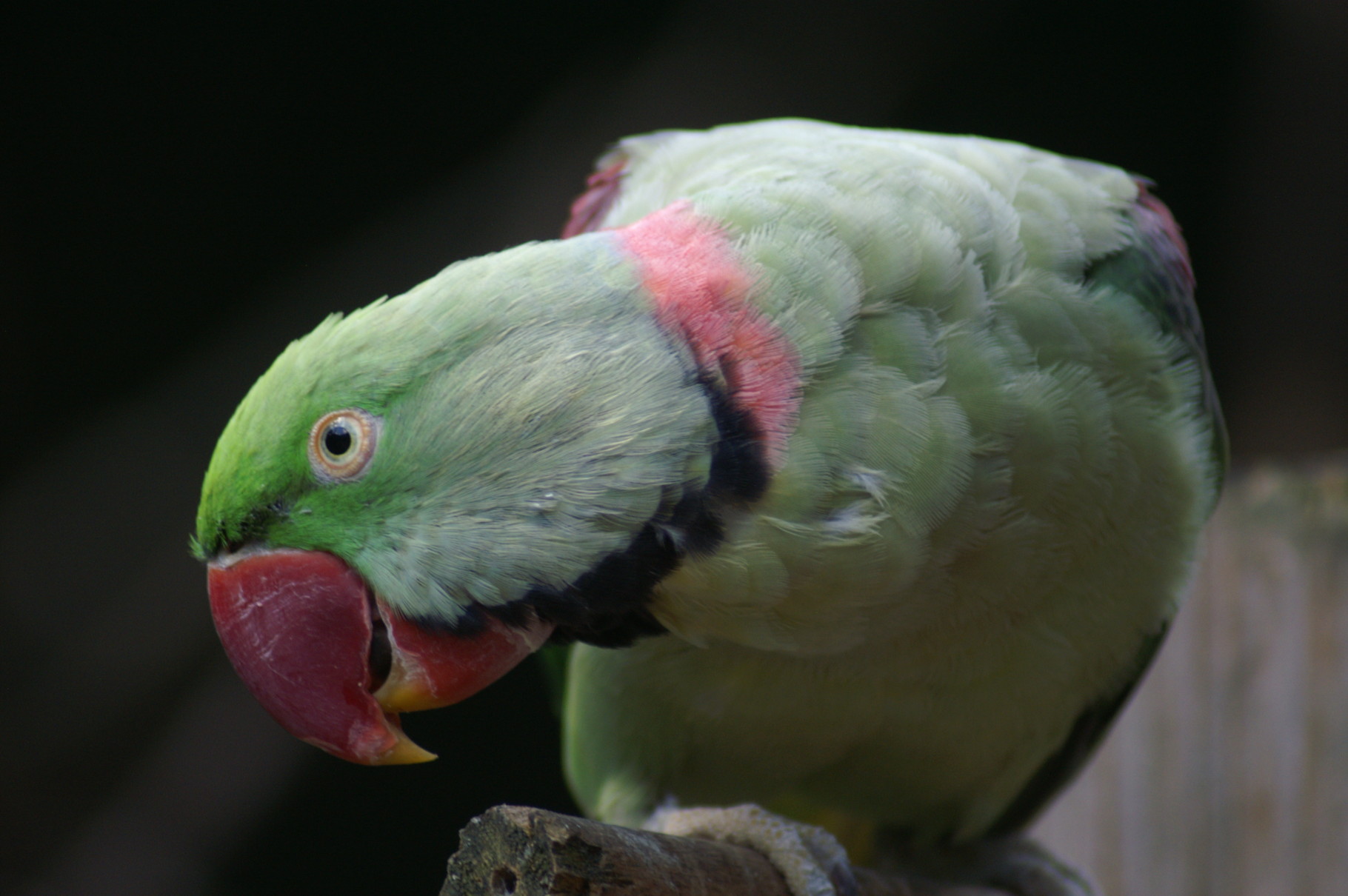 Grosser Alexandersittich - edelsittichs jimdo page!