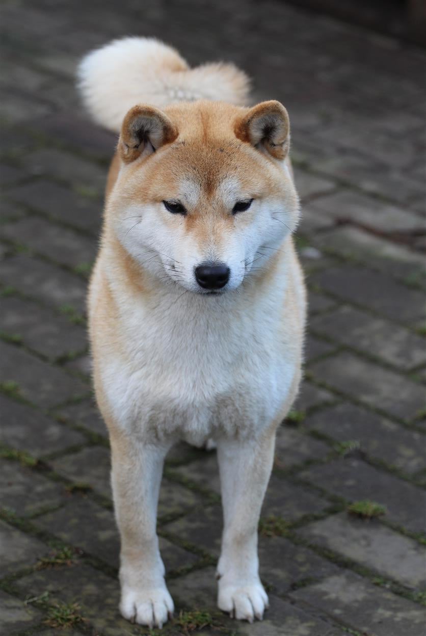 A HOT AS FIRE INCIPITA VITA - shibas-inu's JimdoPage!