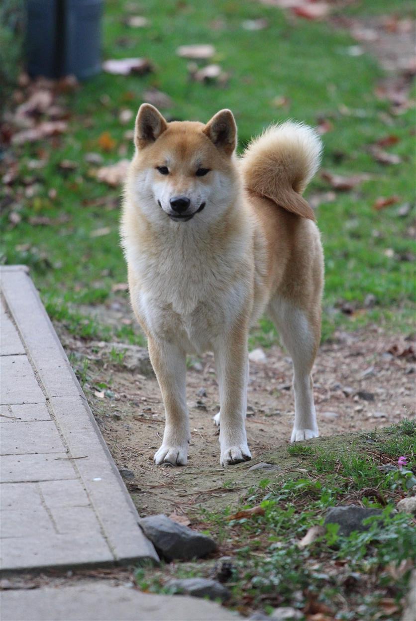 Ai Hime Incipita Vita - shibas-inu's JimdoPage!