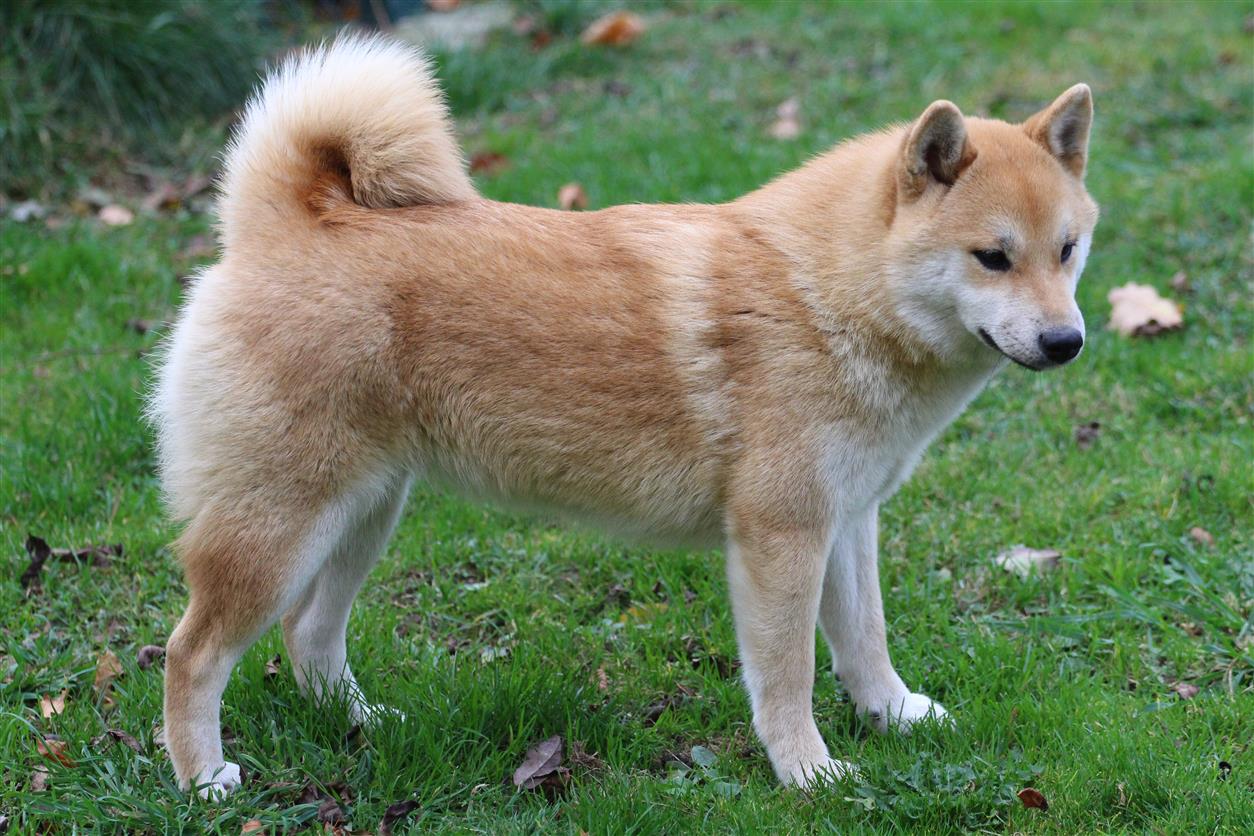 Ai Hime Incipita Vita - shibas-inu's JimdoPage!