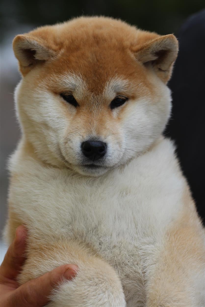ZUIHO INCIPITA VITA - shibas-inu's JimdoPage!