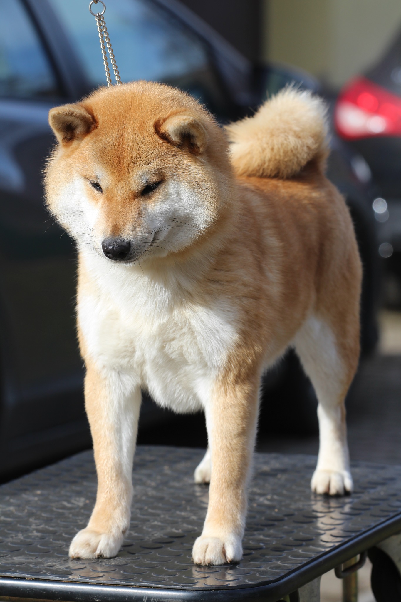 Ai Hime Incipita Vita - shibas-inu's JimdoPage!