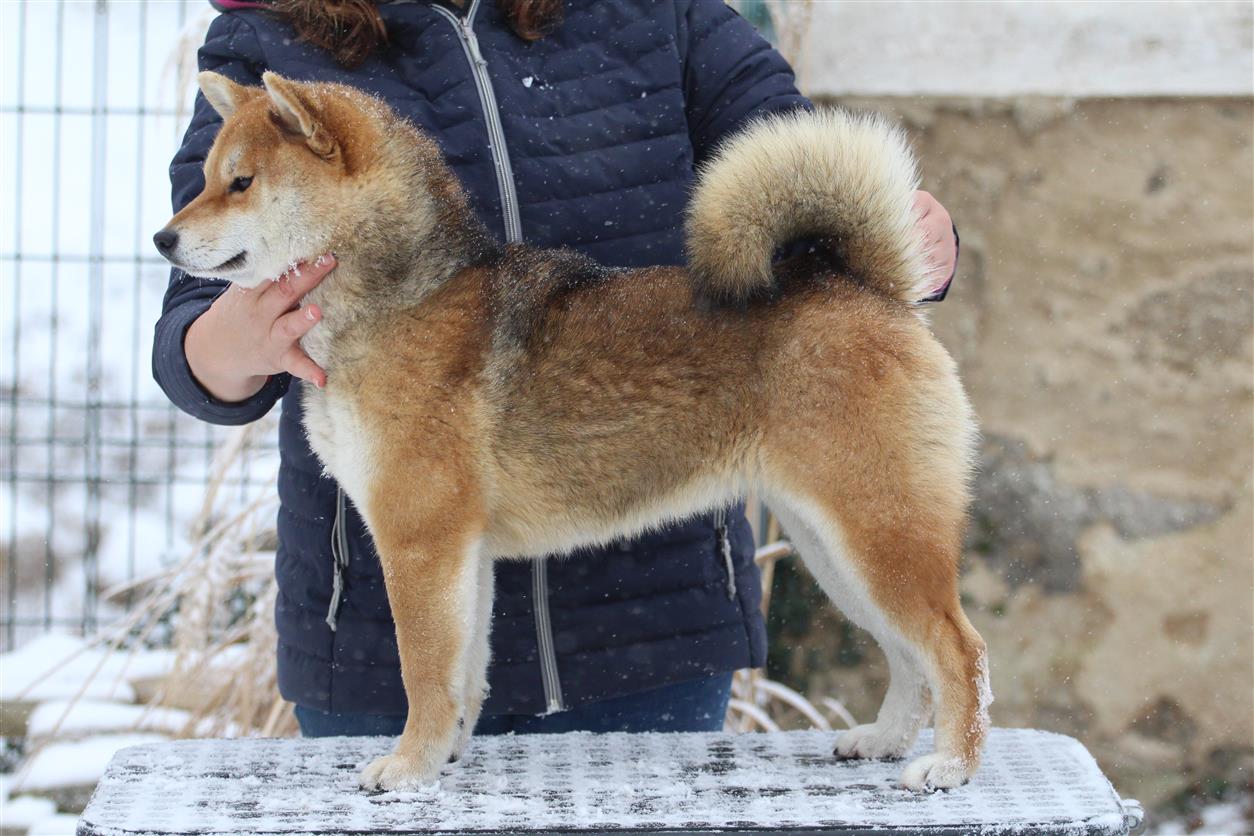 CRIMSON INCIPITA VITA - shibas-inu's JimdoPage!