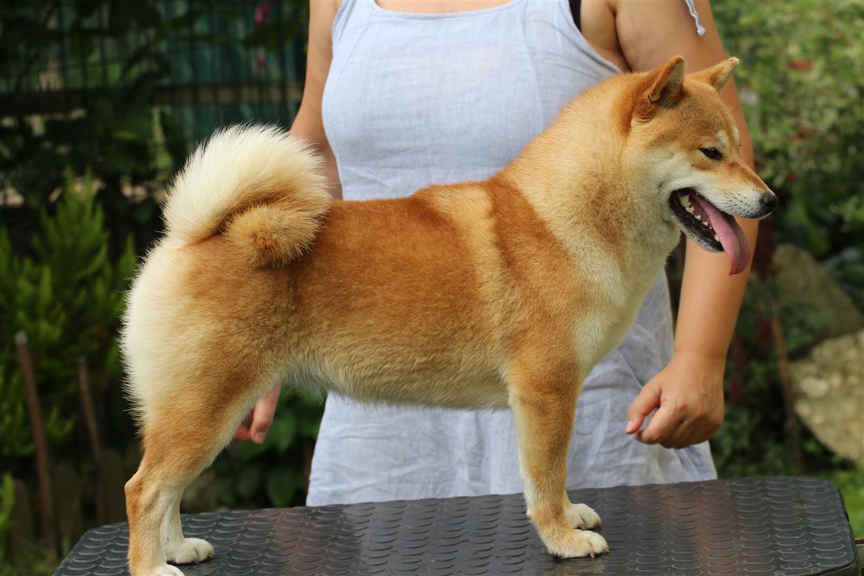 XERENA INCIPITA VITA - shibas-inu's JimdoPage!