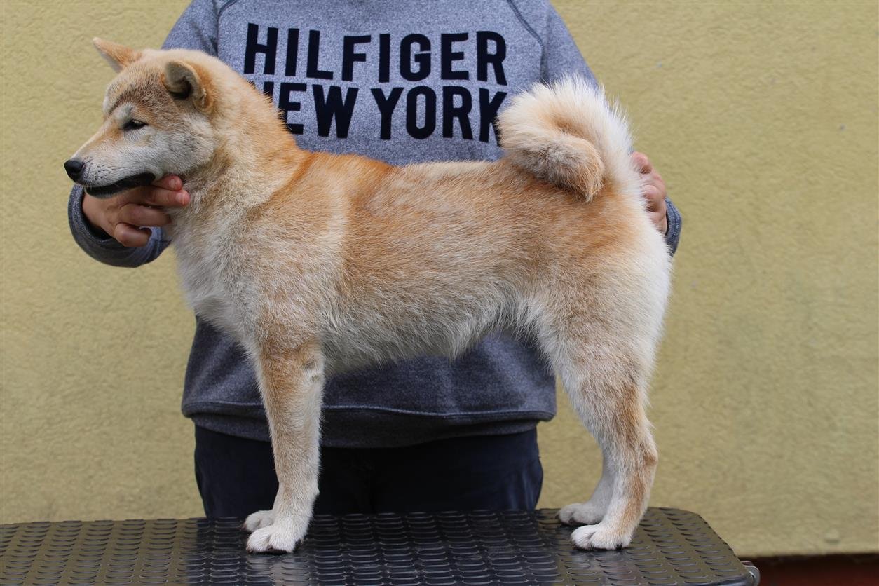 ZUIHO INCIPITA VITA - shibas-inu's JimdoPage!