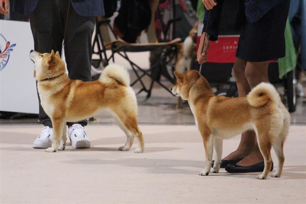 A HOT AS FIRE INCIPITA VITA - shibas-inu's JimdoPage!