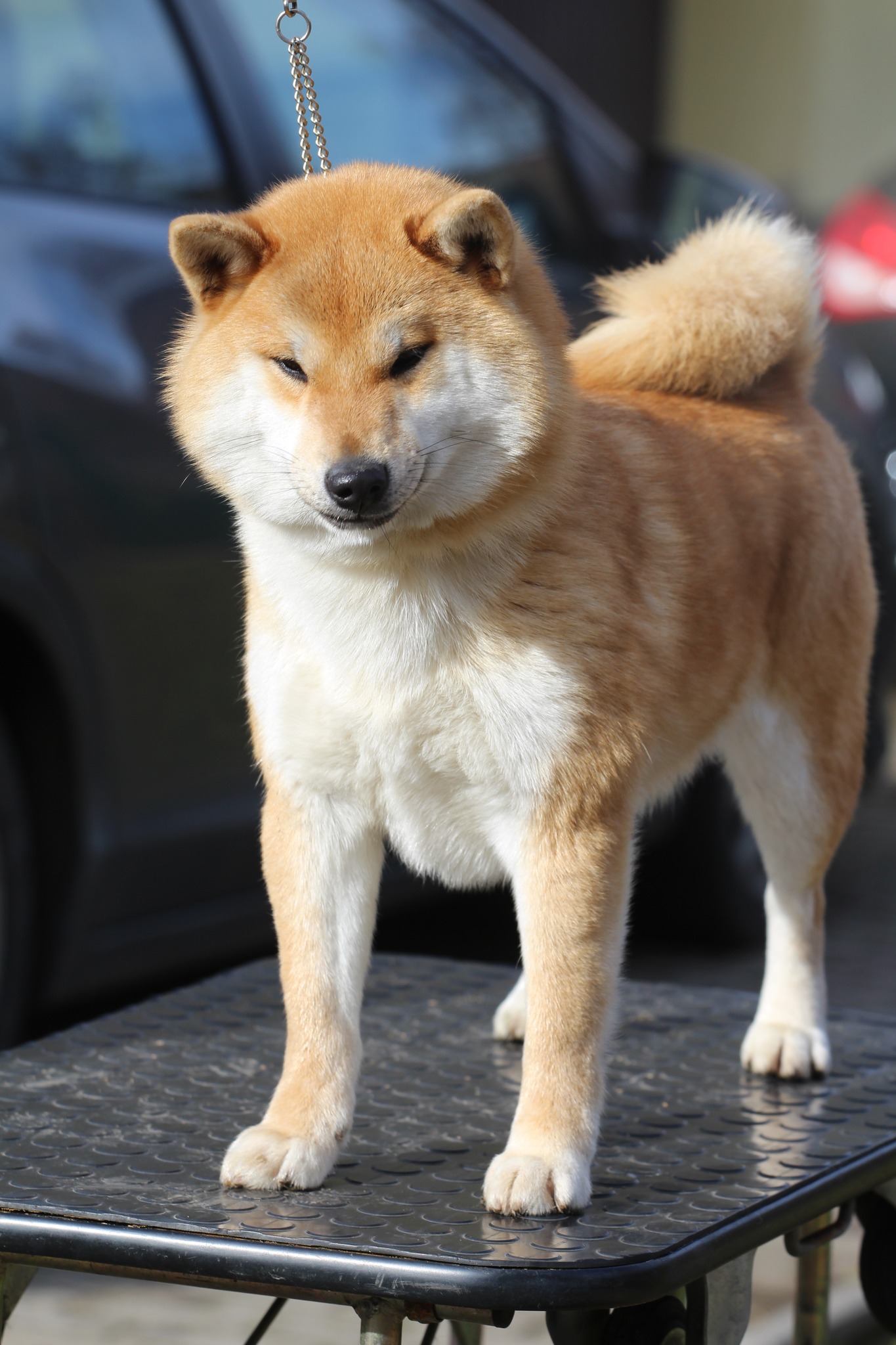 Ai Hime Incipita Vita - shibas-inu's JimdoPage!