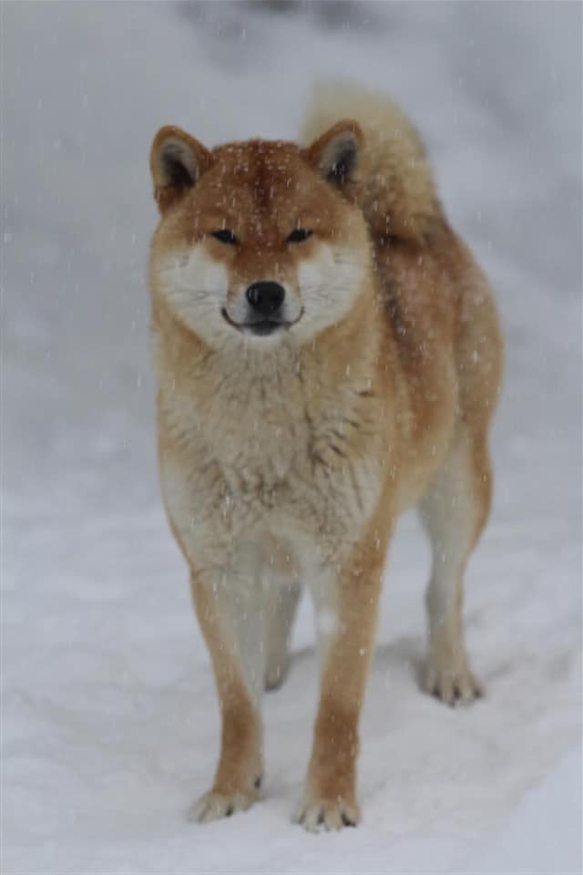 Vanilla Queen - shibas-inu's JimdoPage!