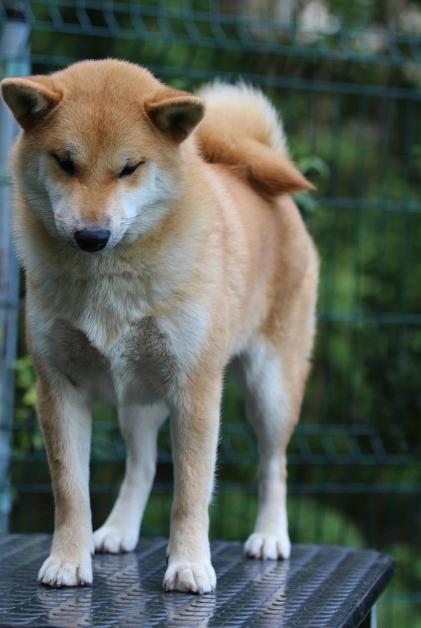 Ai Hime Incipita Vita - shibas-inu's JimdoPage!