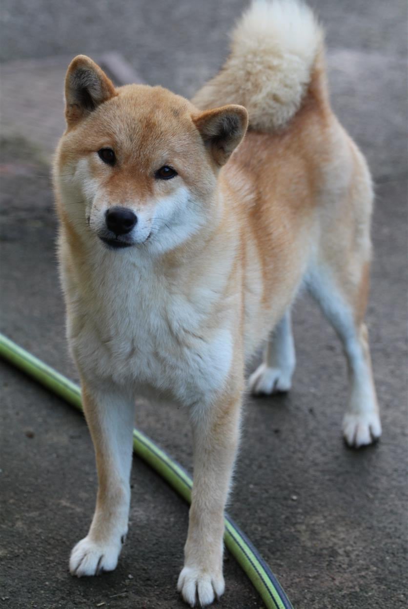 Vanilla Queen - shibas-inu's JimdoPage!