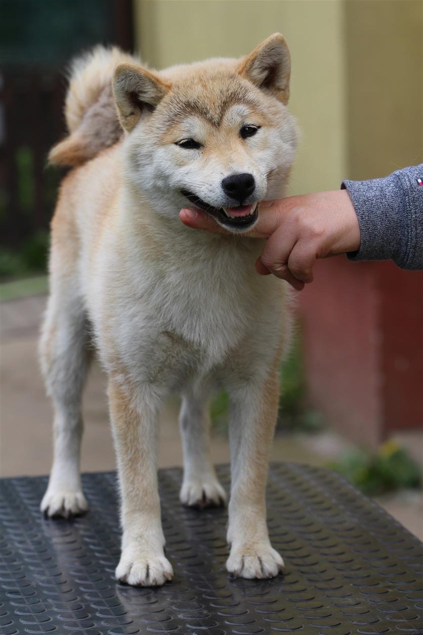 ZUIHO INCIPITA VITA - shibas-inu's JimdoPage!