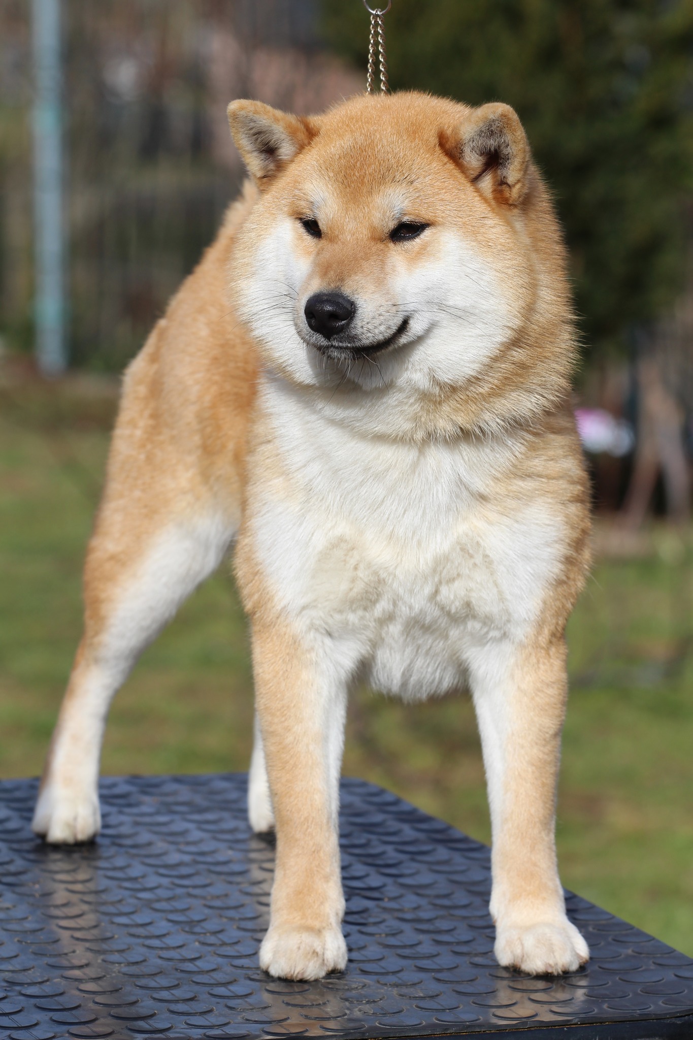 Ai Hime Incipita Vita - shibas-inu's JimdoPage!