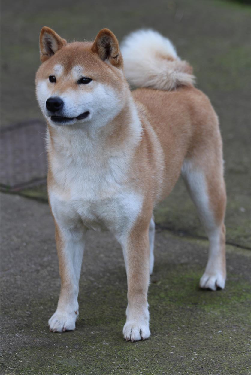 A HOT AS FIRE INCIPITA VITA - shibas-inu's JimdoPage!