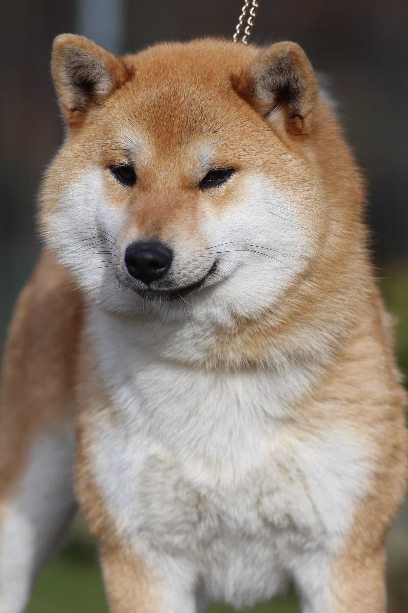 Ai Hime Incipita Vita - shibas-inu's JimdoPage!