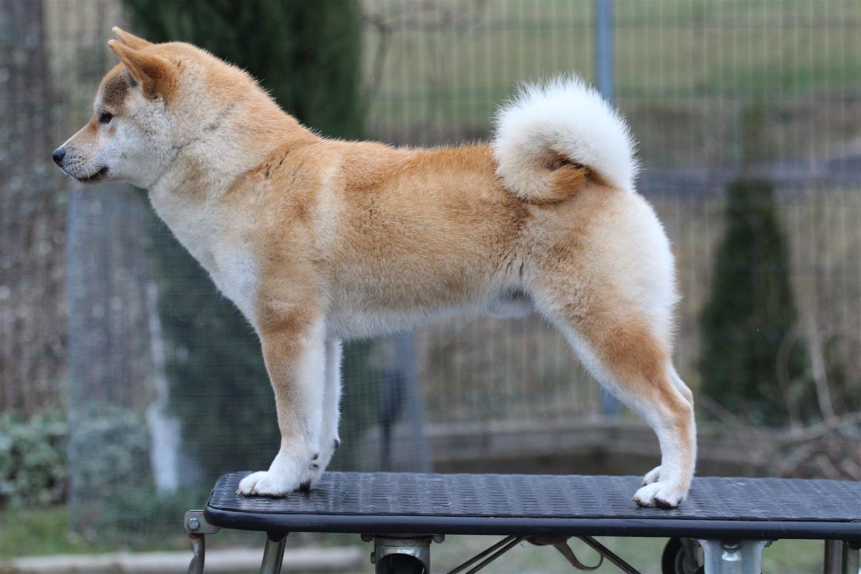 CHARMING SMILE HERO OF OUR TIME - shibas-inu's JimdoPage!