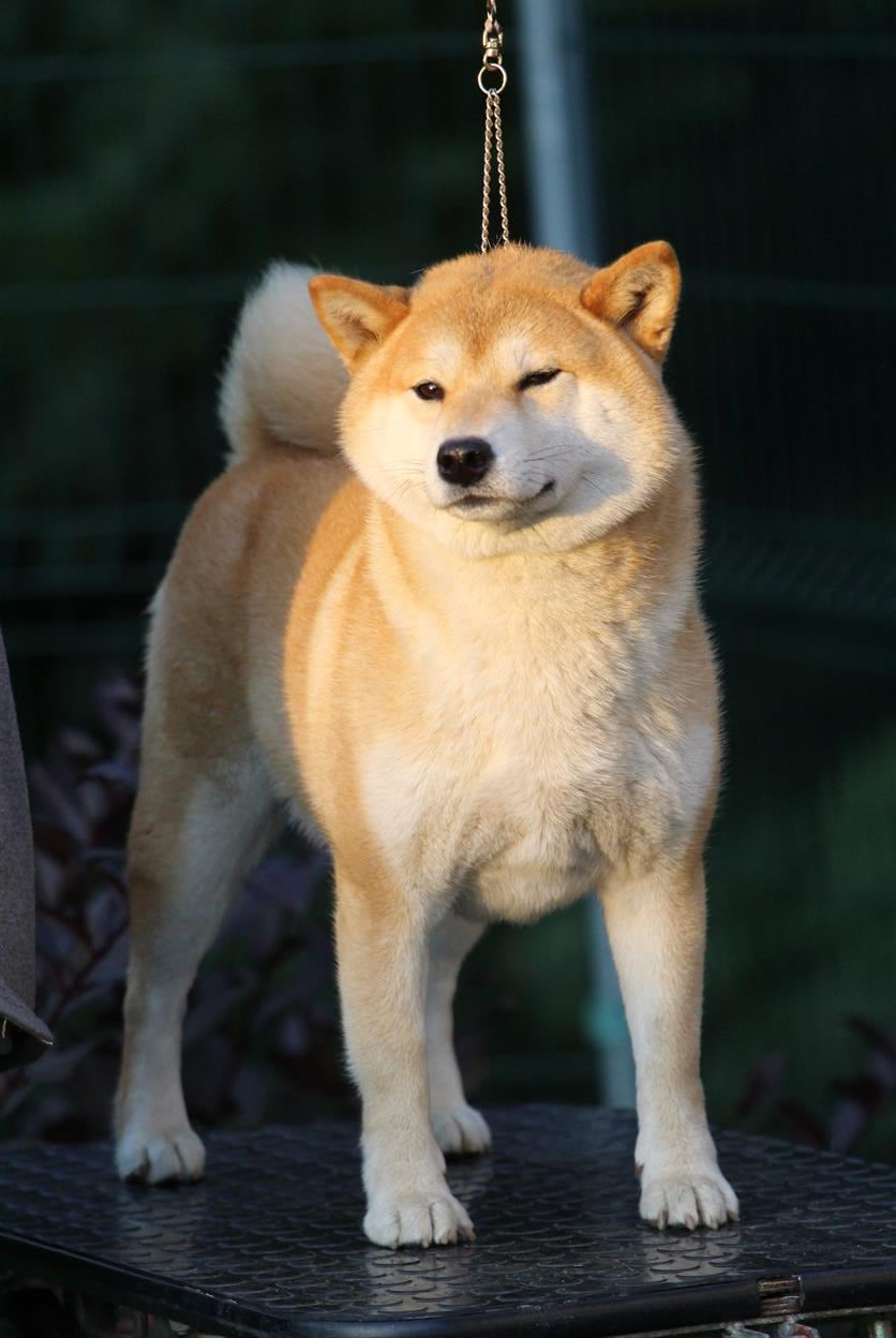 A HOT AS FIRE INCIPITA VITA - shibas-inu's JimdoPage!