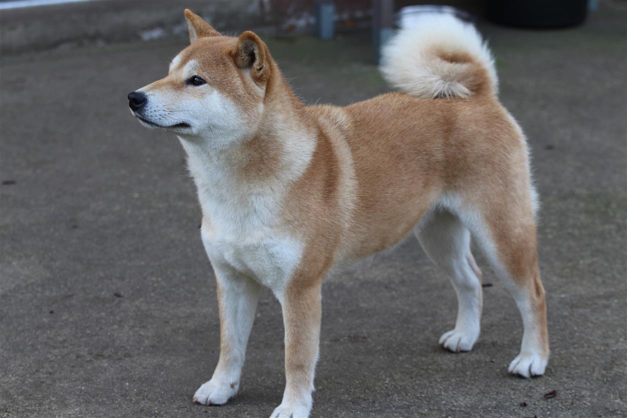 A HOT AS FIRE INCIPITA VITA - shibas-inu's JimdoPage!